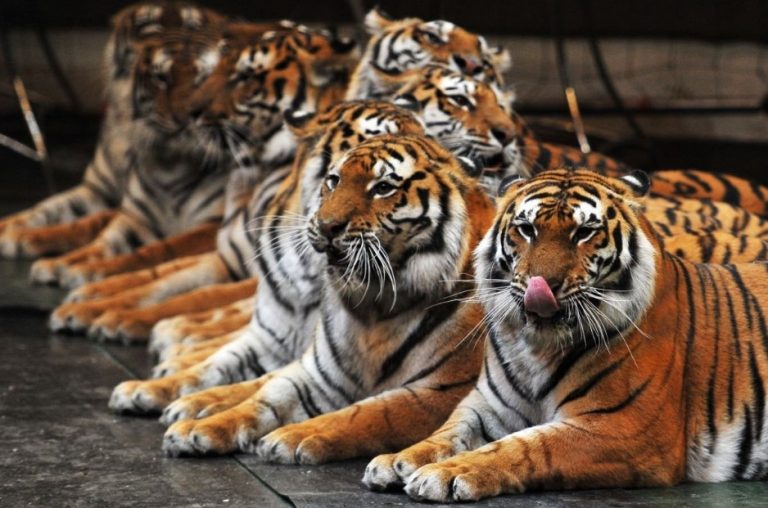 The Animal Mafia: Hilarious Captures of Beastly Gangs • Plusclub.net