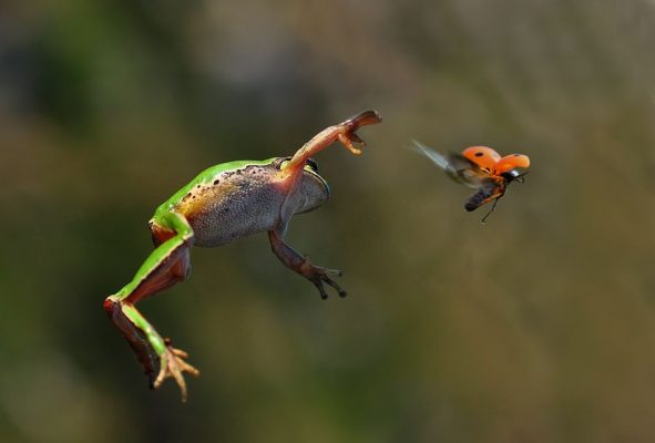Captivating Wildlife Photos Captured at the Perfect Moment • Plusclub.net